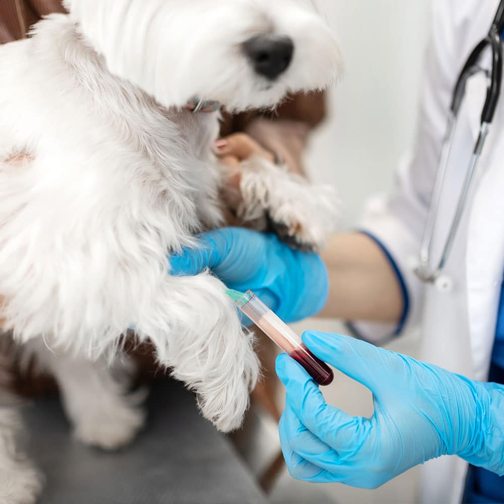 Laboratoire médical - vétérinaire à Luzy